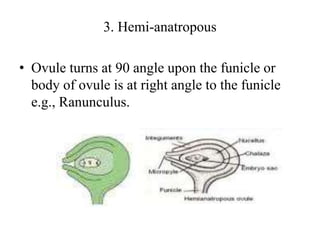 Structure of ovule | PPTX