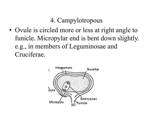 Structure of ovule | PPTX | Infertility | Reproductive Health