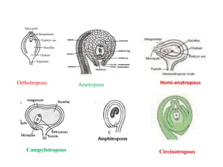 Flower Ovule Slide