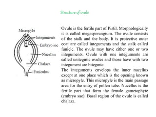 Structure of ovule | PPT