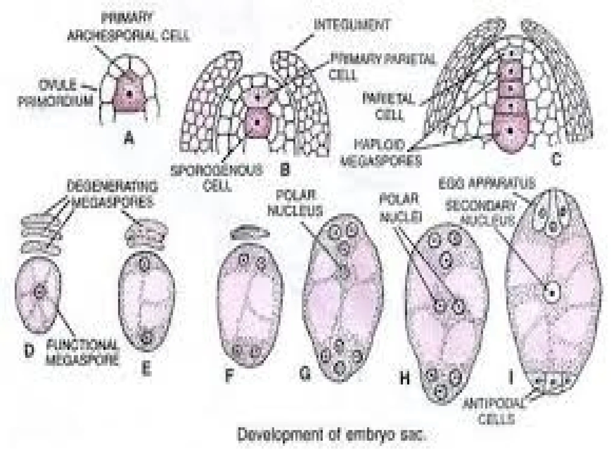 Structure Of Ovule Ppt Ovule Is Female Reproducgive Cell Ppt