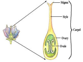 Structure of Ovule.ppt ovule is female reproducgive cell | PPT
