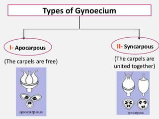 Structure of Ovule.ppt ovule is female reproducgive cell | PPT
