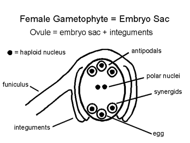 Structure of Ovule.ppt ovule is female reproducgive cell | PPT