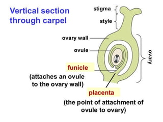 Structure of Ovule.ppt ovule is female reproducgive cell | PPT