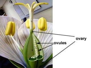Structure of Ovule.ppt ovule is female reproducgive cell | PPT