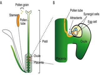 Structure of Ovule.ppt ovule is female reproducgive cell | PPT