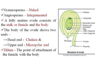 Structure & Types of ovule | PPTX