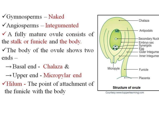 Structure & Types of ovule | PPTX