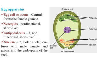 Structure & Types of ovule | PPTX