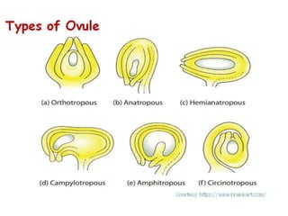 Structure & Types of ovule | PPTX