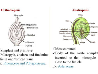 Structure & Types of ovule | PPTX