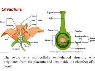 Flower Ovule Slide