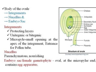 Structure & Types of ovule | PPT