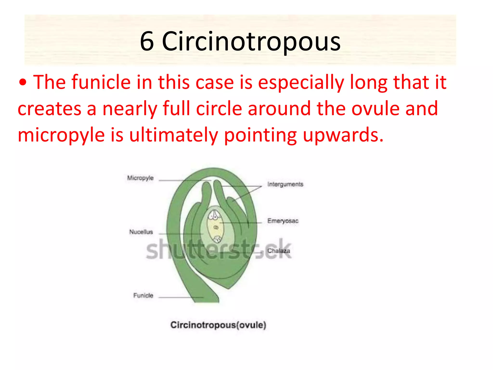 Structure of ovule & types of ovule | PPTX