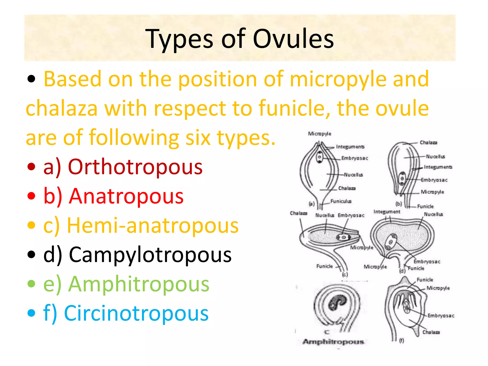 Structure Of Ovule And Types Of Ovule Pptx