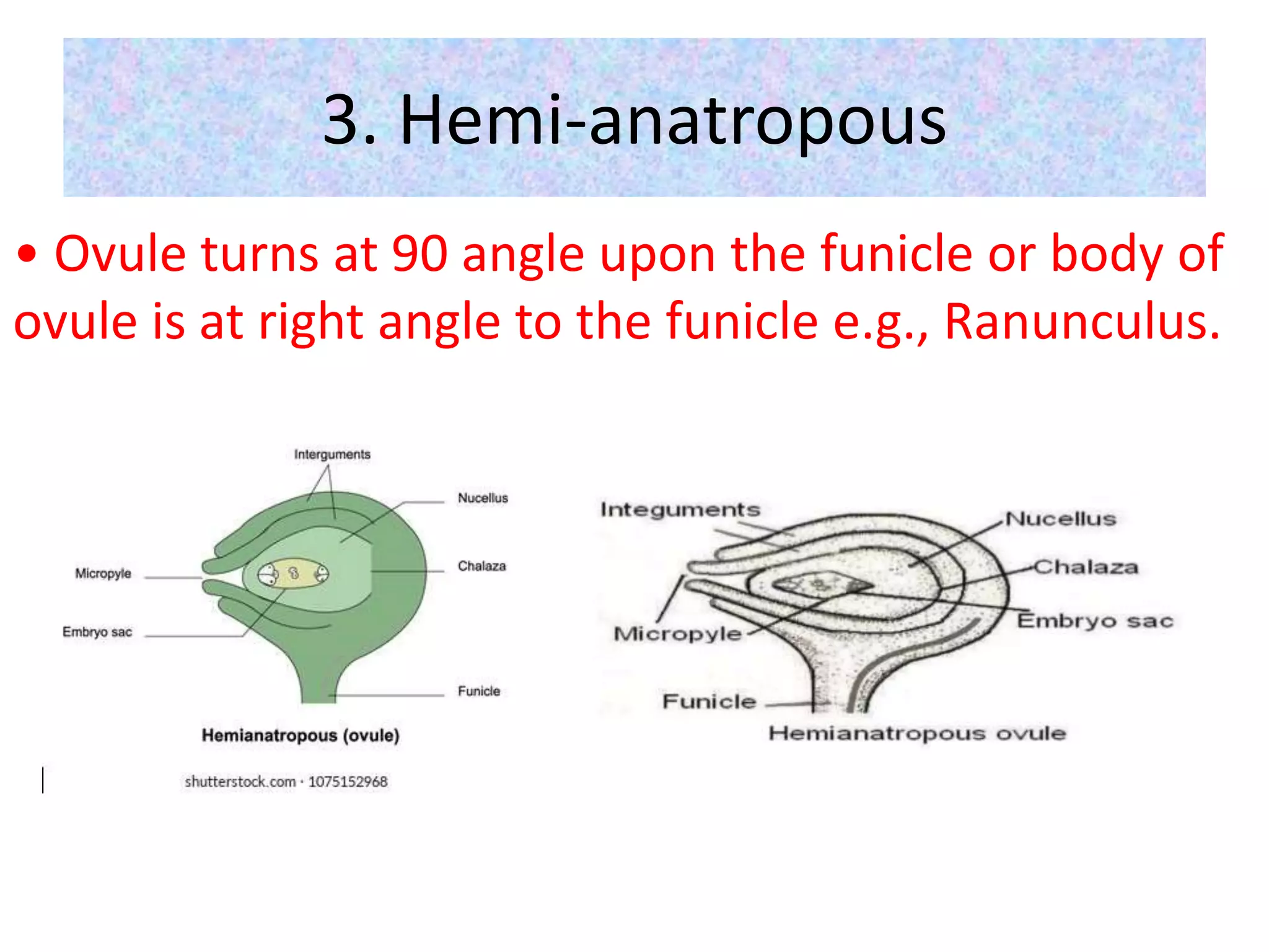 Structure of ovule & types of ovule | PPTX