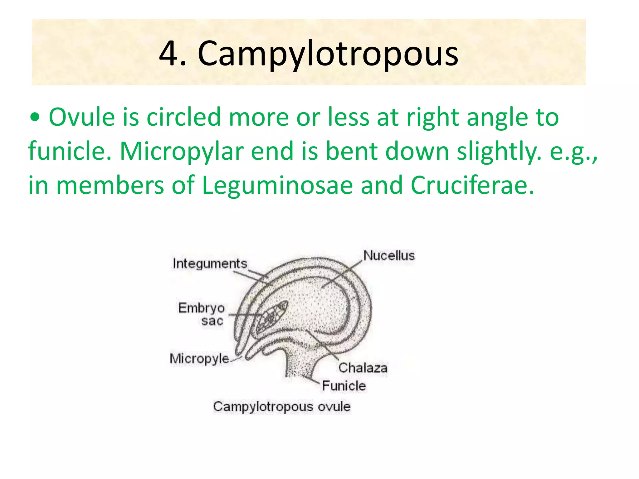 Structure of ovule & types of ovule | PPTX