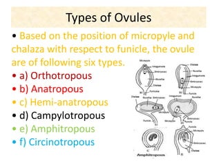 Structure of ovule & types of ovule | PPTX