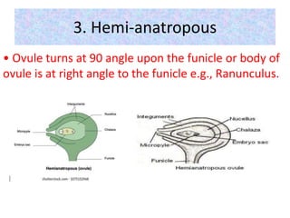 Structure of ovule & types of ovule | PPTX