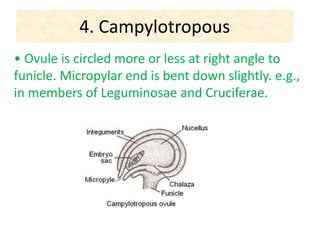 Structure of ovule & types of ovule | PPTX