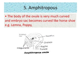 Structure of ovule & types of ovule | PPTX