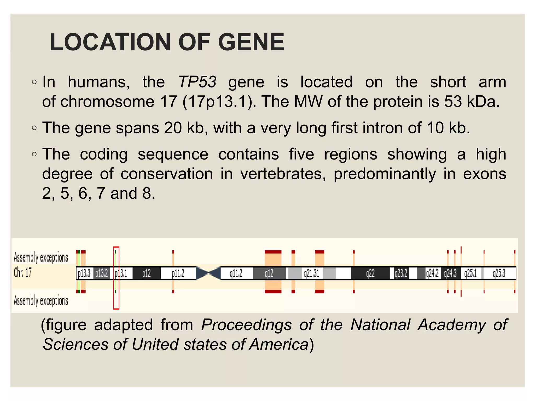 Structure of p53 protein | PPTX