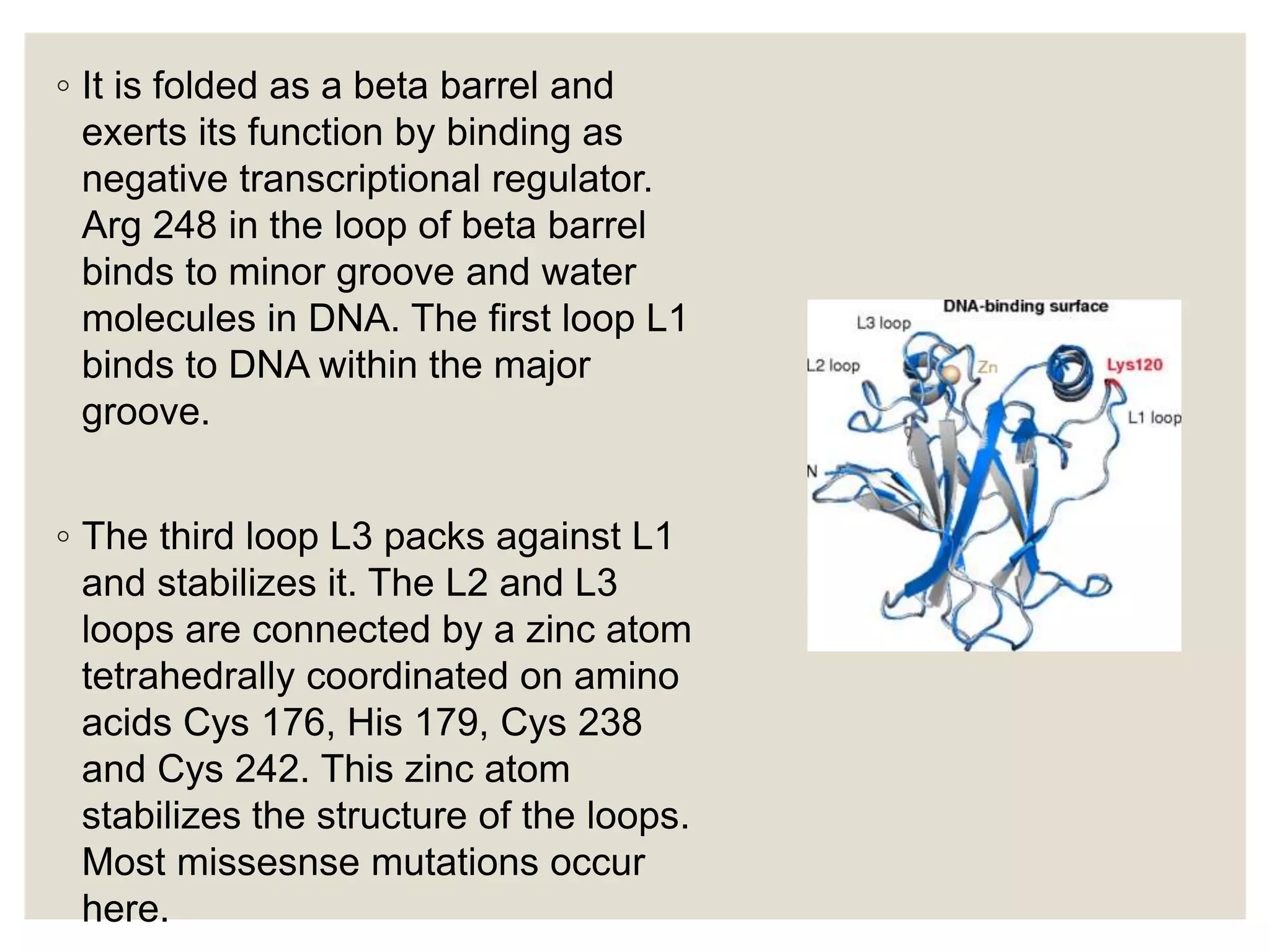 Structure of p53 protein | PPTX