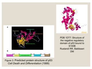 Structure of p53 protein | PPTX
