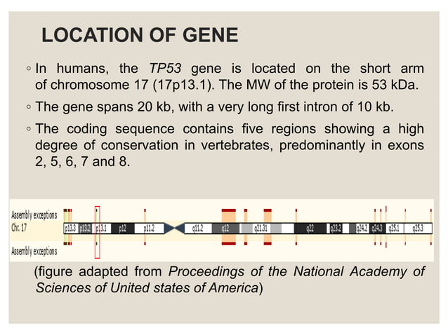Structure of p53 protein | PPTX