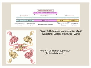 Structure of p53 protein | PPTX