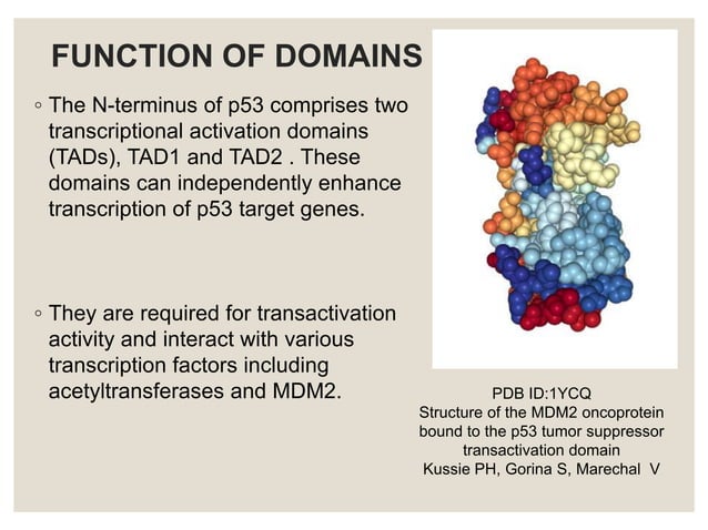 Structure of p53 protein | PPTX