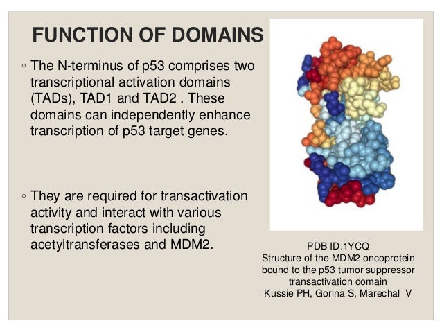 Structure Of P53 Protein