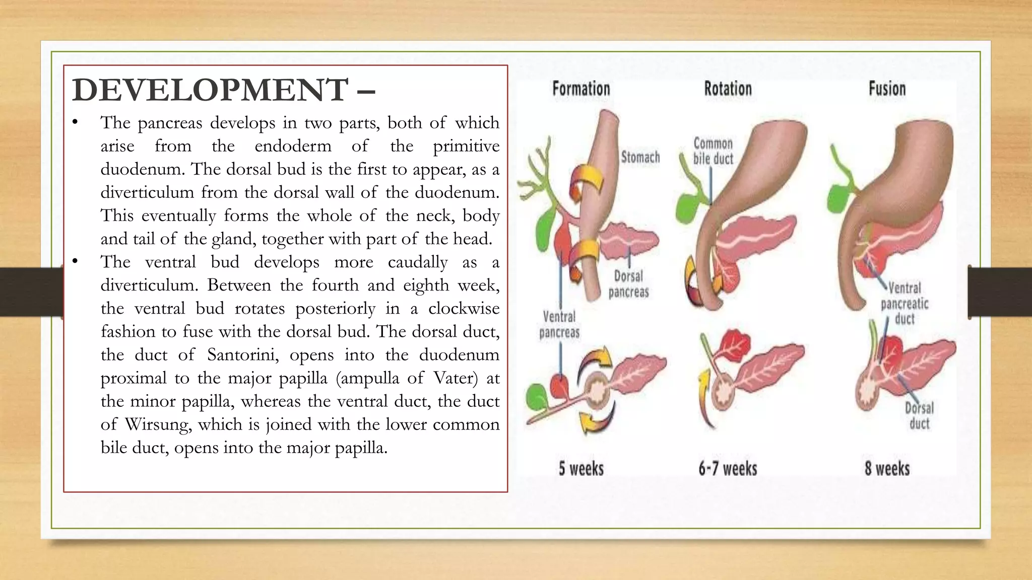 Structure of Pancreas ppt.pptx