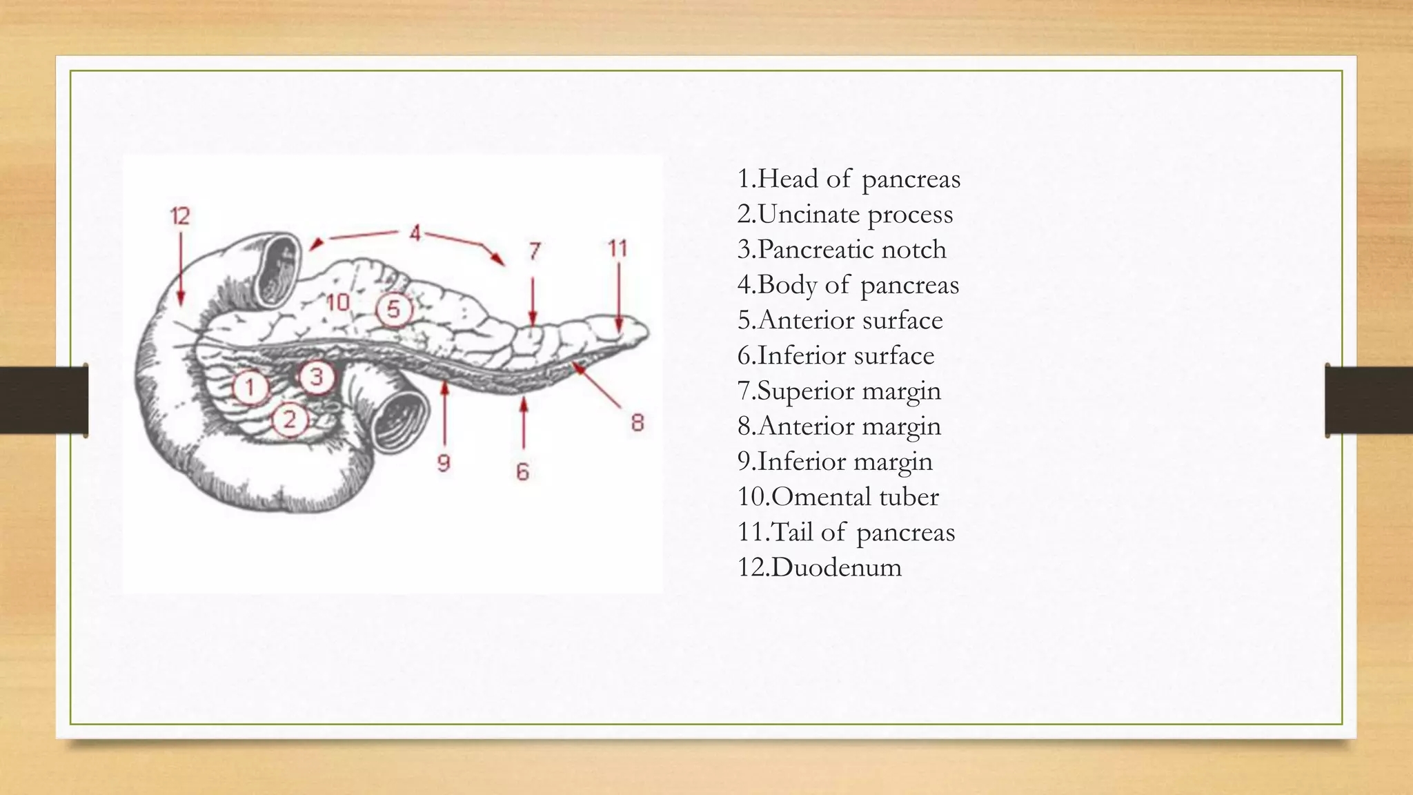 Structure of Pancreas ppt.pptx