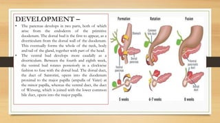 Structure of Pancreas ppt.pptx