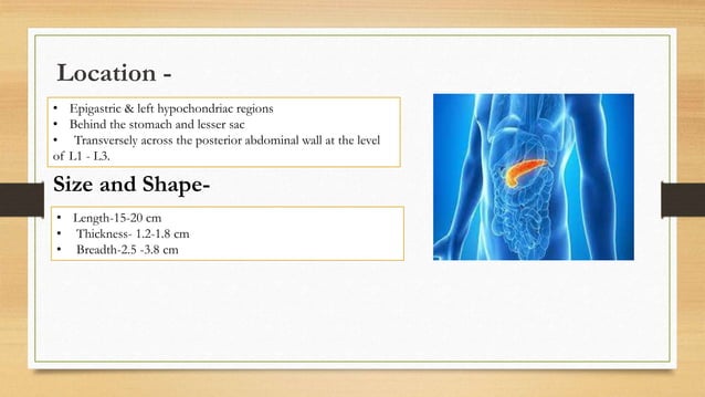 Structure of Pancreas ppt.pptx