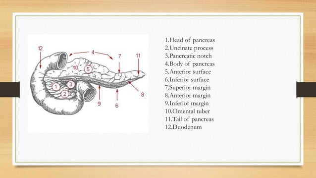 Structure of Pancreas ppt.pptx
