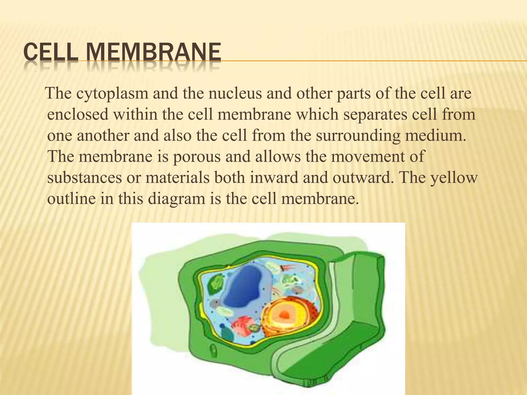 Structure of plant cell | PPTX