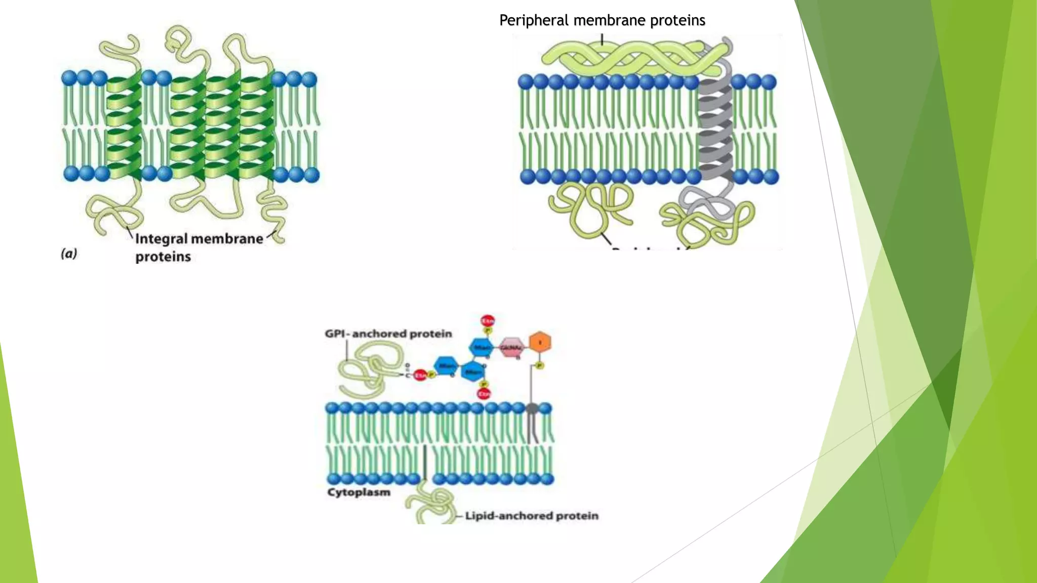 Structure of plasma membrane | PPTX