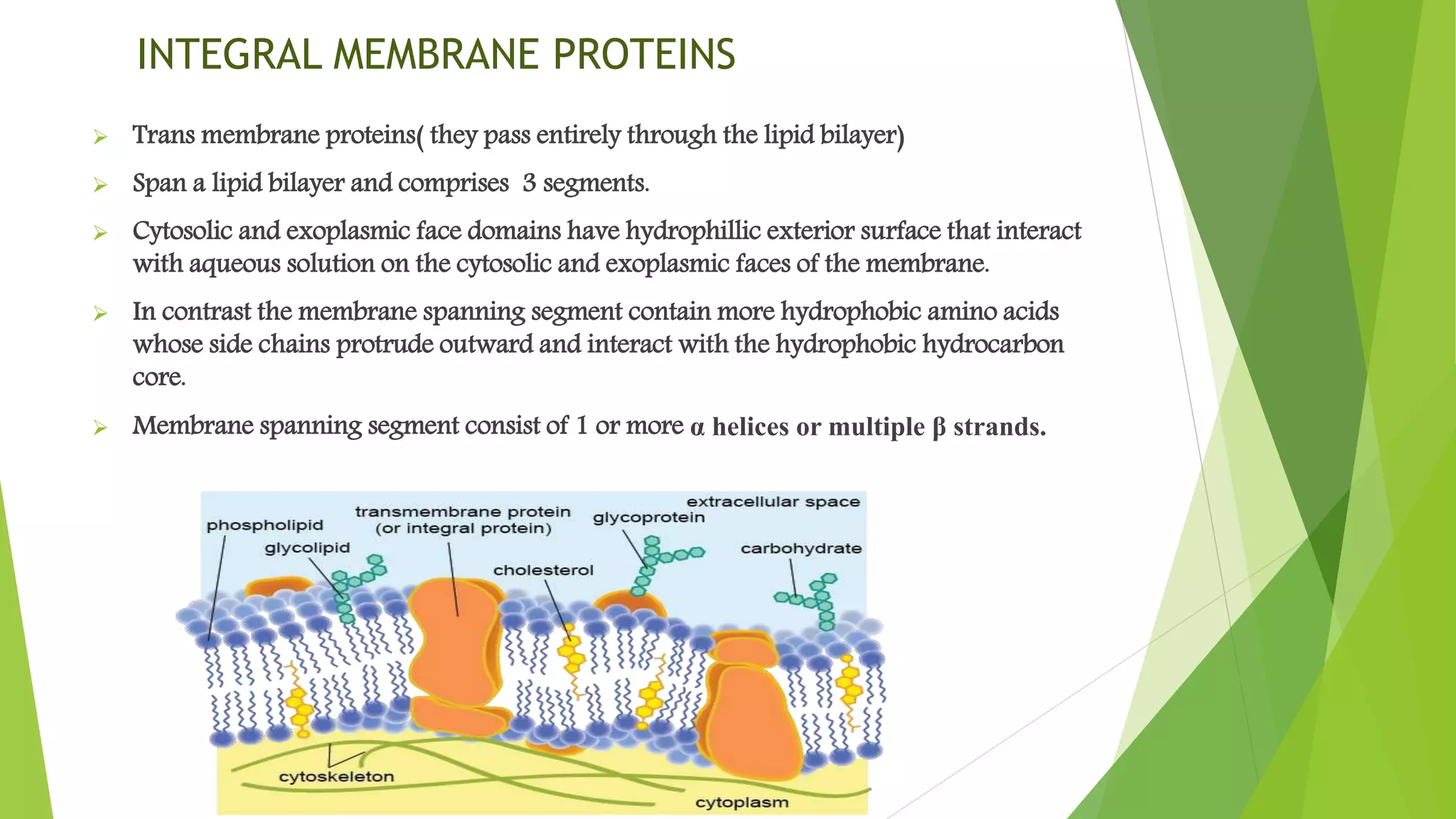 Structure of plasma membrane | PPTX