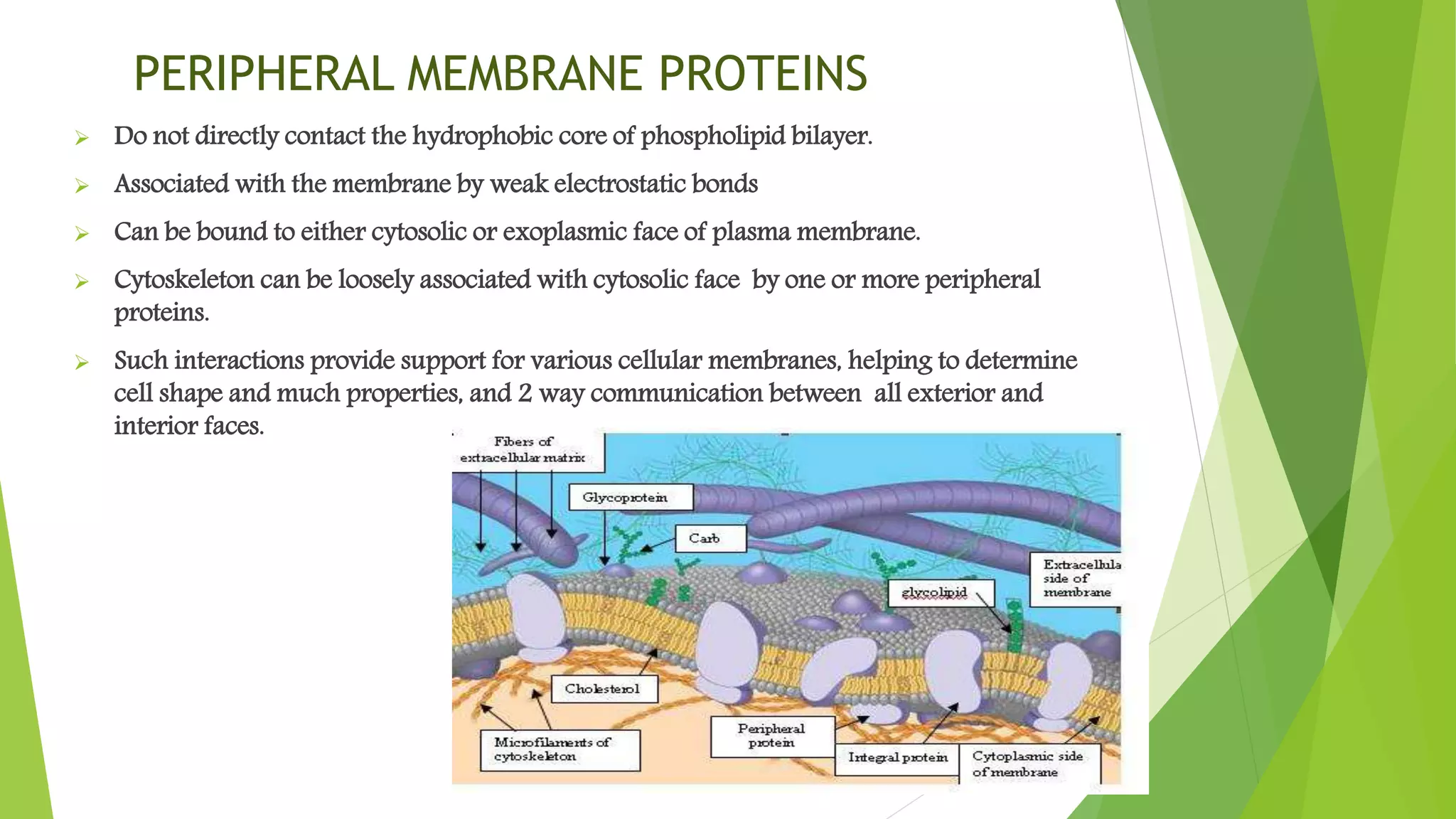 Structure of plasma membrane | PPTX
