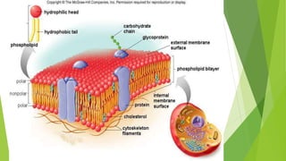 Structure of plasma membrane | PPTX