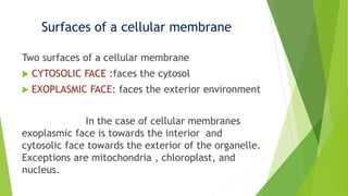 Structure of plasma membrane | PPTX