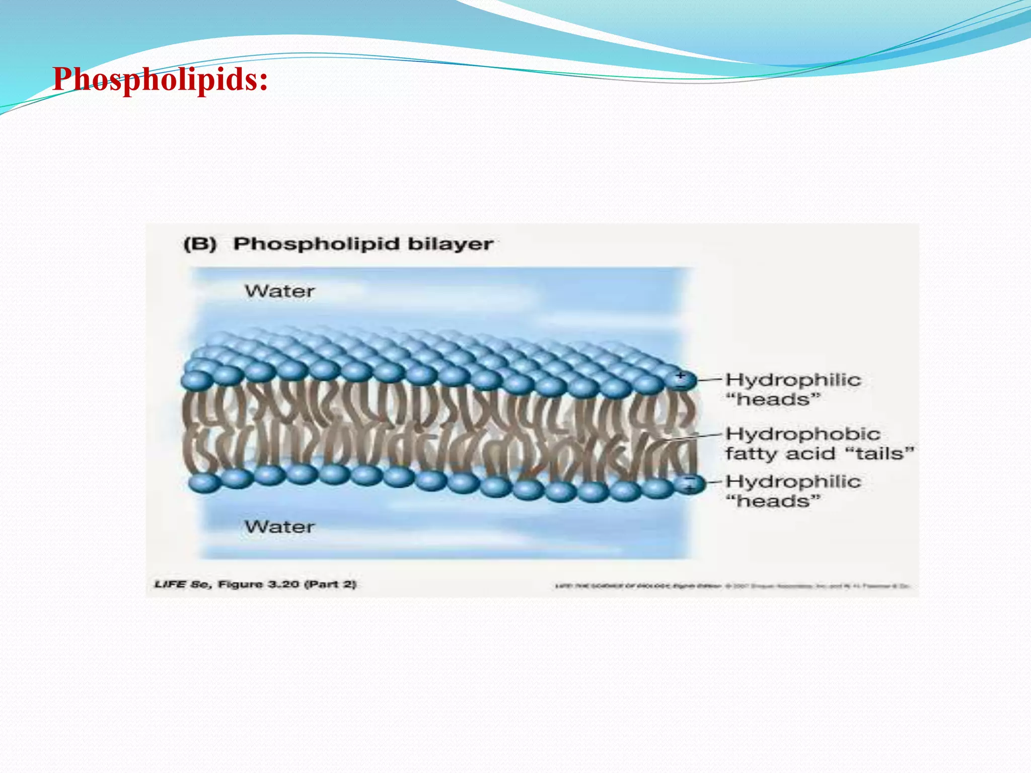 Structure of plasma membrane | PPTX