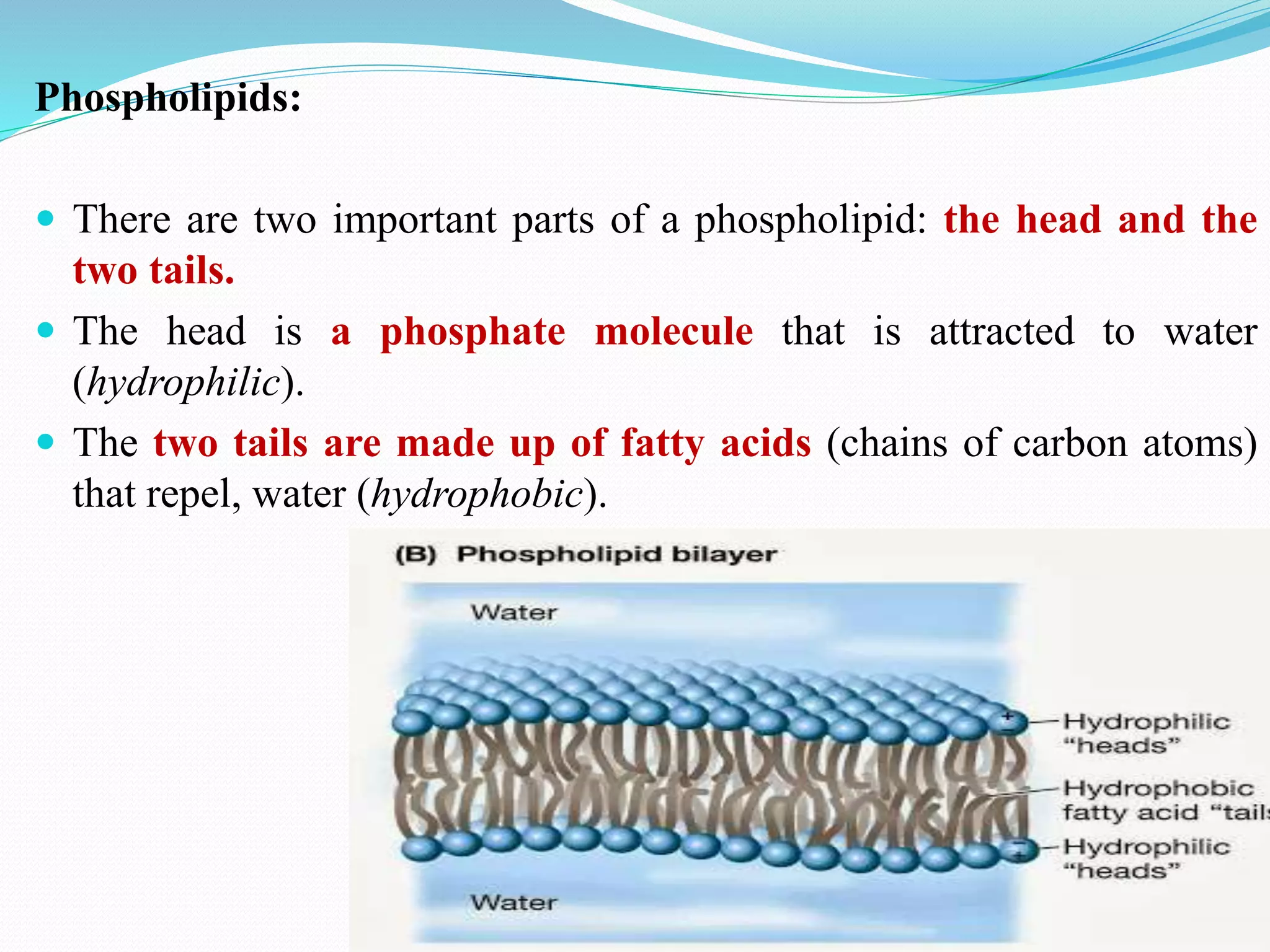 Structure of plasma membrane | PPTX