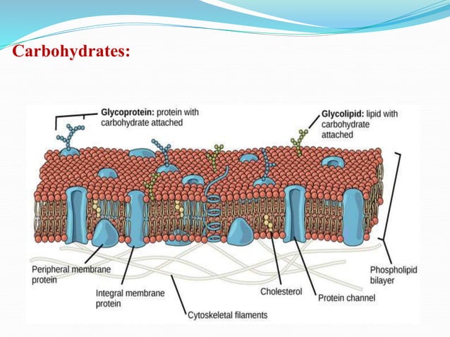 Structure of plasma membrane | PPT
