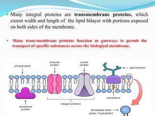 Structure of plasma membrane | PPTX