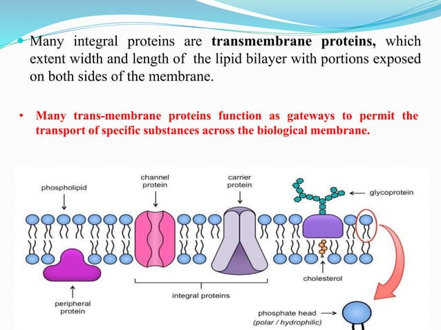 Structure of plasma membrane | PPT