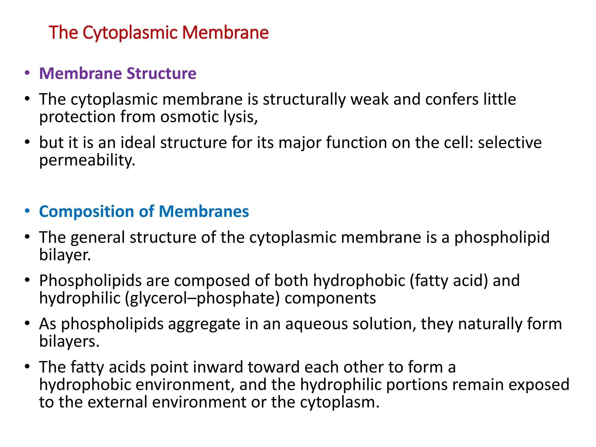 Structure of Prokaryotes.pptx............ | PPTX | Genetics | Science